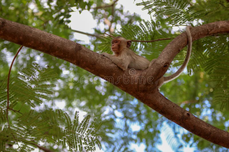 Monkey Smile Sitting on the Tree Stock Photo - Image of baby, portrait ...