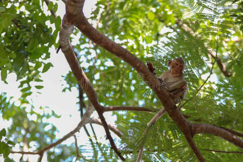 Monkey Smile Sitting on the Tree Stock Image - Image of jungle, head ...