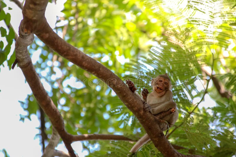 Monkey Smile Sitting on the Tree Stump Stock Photo - Image of outdoor ...