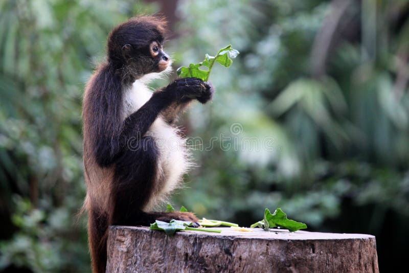 Monkey snacking on leaf stock image. Image of jungle - 81480165