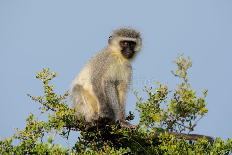 Vervet Monkey (Ceropithecus Aethiops) Stock Image - Image of african ...