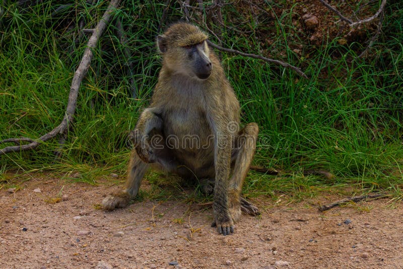 Monkey Spotted in the Amboseli National Park Stock Photo - Image of ...