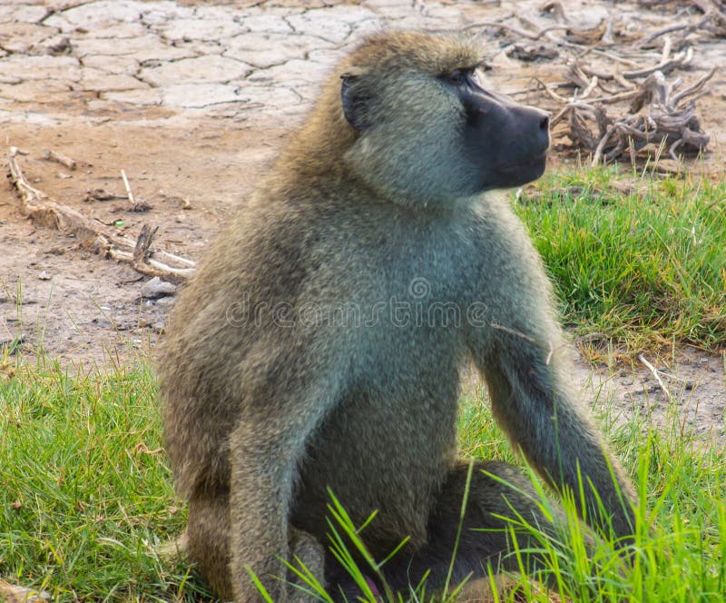 Monkey Spotted in the Amboseli National Park Stock Image - Image of ...