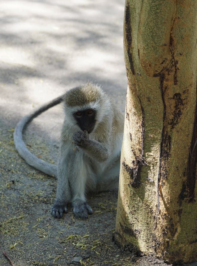 Monkey stock photo. Image of national, animals, nature - 57168692