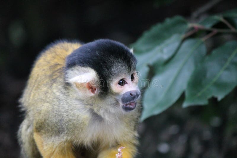 Monkey Squirrel Black Capped Stock Photo - Image of monkeys, rica: 84142930