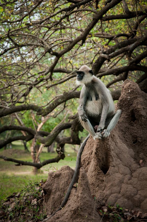 Monkey in Sri Lanka stock image. Image of face, macaque - 153188357
