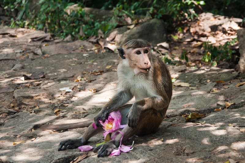 Monkey in Sri Lanka stock image. Image of macaques, company - 154670503