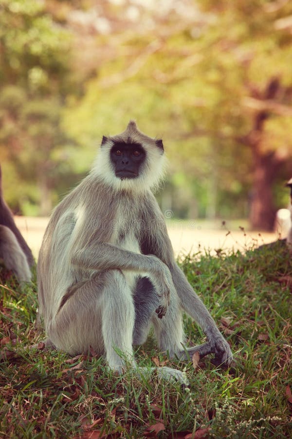 Monkey on Sri Lanka stock image. Image of fauna, wild - 64105919