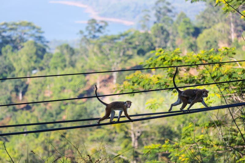 Monkey on Sri Lanka stock image. Image of lanka, outdoors - 266584377