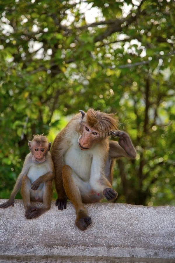 Monkey in Sri Lanka stock photo. Image of nature, wild - 62679542