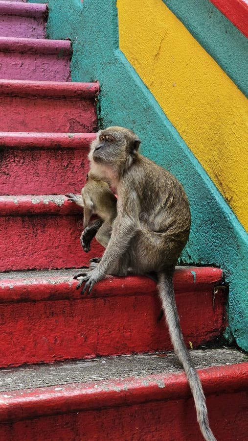 Monkey on Staircase stock photo. Image of rodent, staircase - 298823744