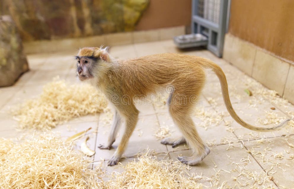 A Monkey is Standing on a Floor with a Pile of Hay Stock Photo - Image ...
