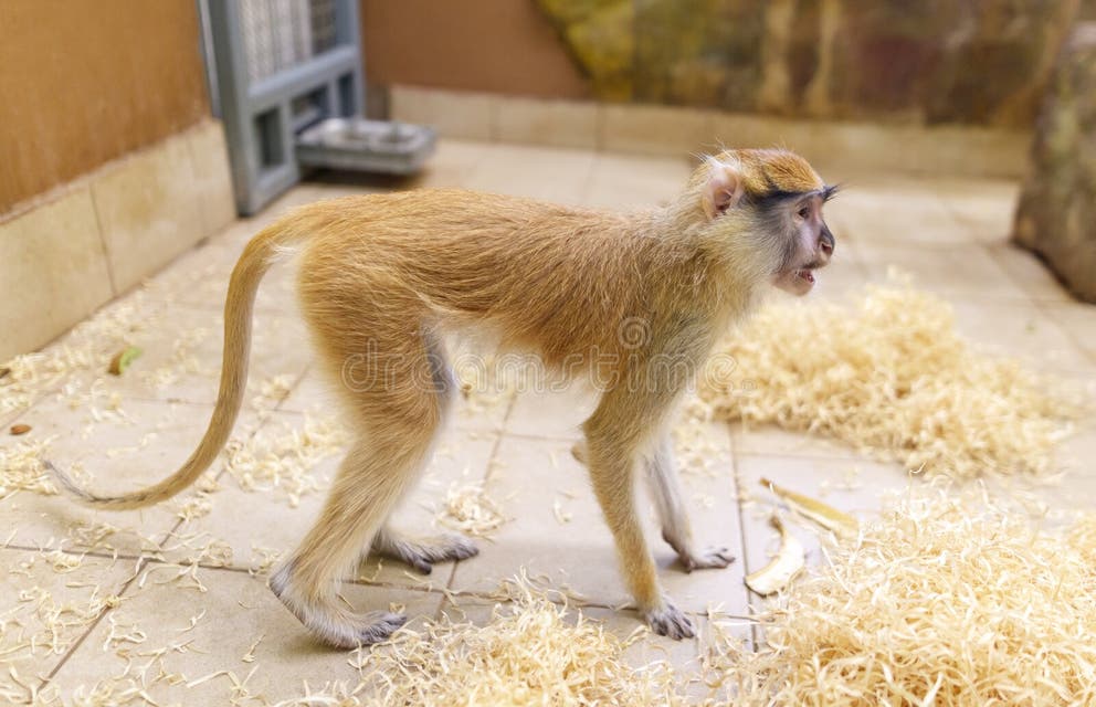 A Monkey is Standing on a Floor with a Pile of Hay Stock Image - Image ...