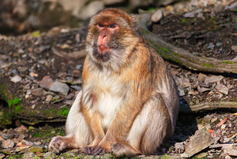Monkey Standing on the Ground Stock Photo - Image of species, face ...