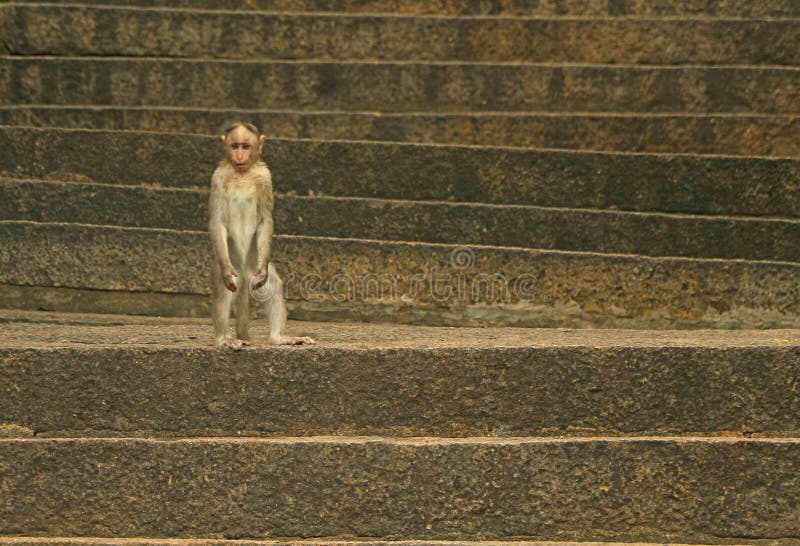 Monkey Standing Like a Human. Stock Image - Image of monkey, flooring ...