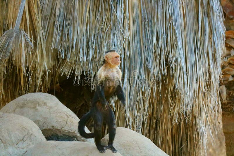 Monkey standing stock photo. Image of playing, fingers - 2195566