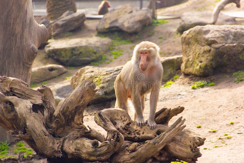 Monkey standing stock image. Image of view, green, wild - 51013399