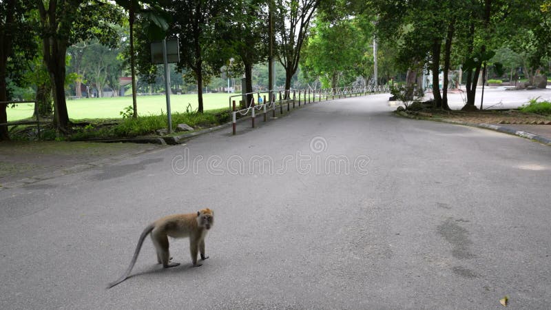 A Monkey Standing in the Middle of a Road Stock Video - Video of ...