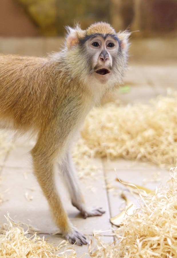 A Monkey is Standing on a Pile of Hay Stock Image - Image of nature ...