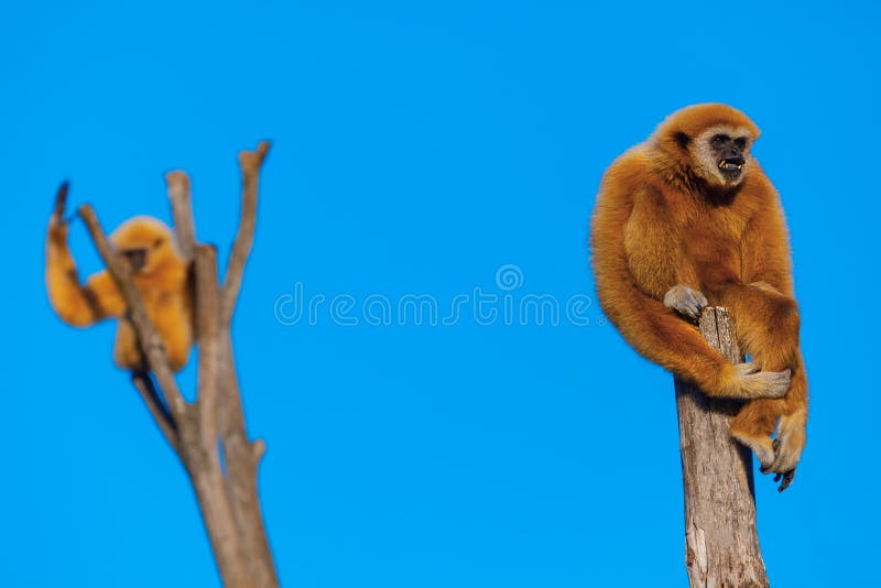 Monkey Standing on the Pillar Stock Image - Image of acrobat, mammal ...