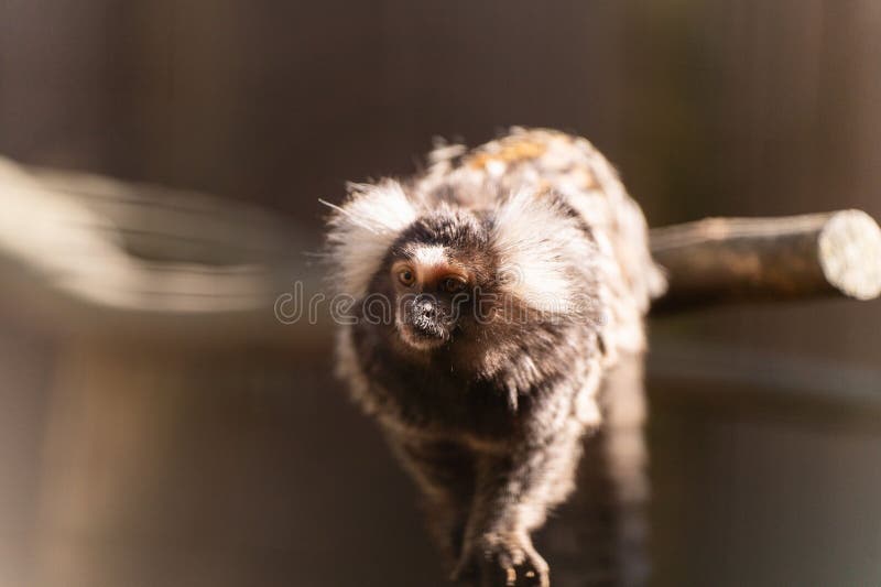 A Monkey is Standing on Top of a Tree Branch while Staring Stock Photo ...