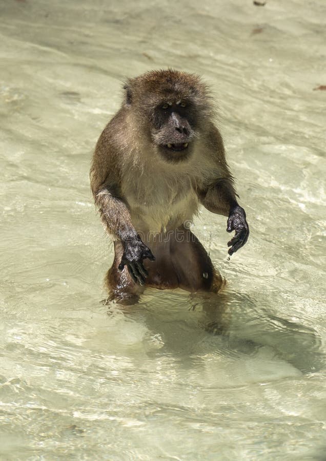 Monkey Standing in the Water at Monkey Island Stock Image - Image of ...