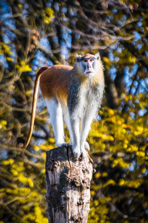 Monkey standing stock photo. Image of playing, fingers - 2195566
