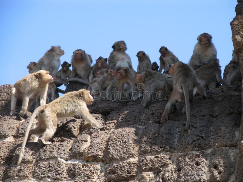 Monkeys Argue Stock Photos - Free & Royalty-Free Stock Photos from ...
