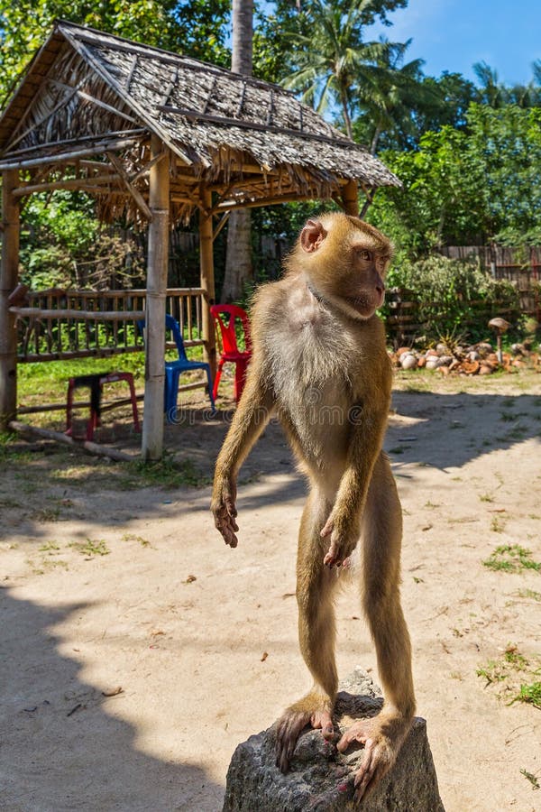Monkey stands on a stone stock image. Image of adventure - 86025795