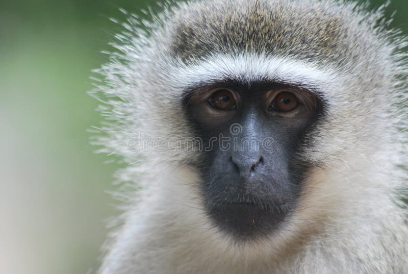 Vervet Monkey Stare stock photo. Image of african, tree - 28241924