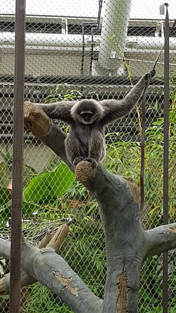 Monkey stock image. Image of grandad, stare, monkey - 98594017