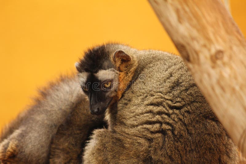 Monkey stare stock image. Image of sleeping, tree, island - 55226393
