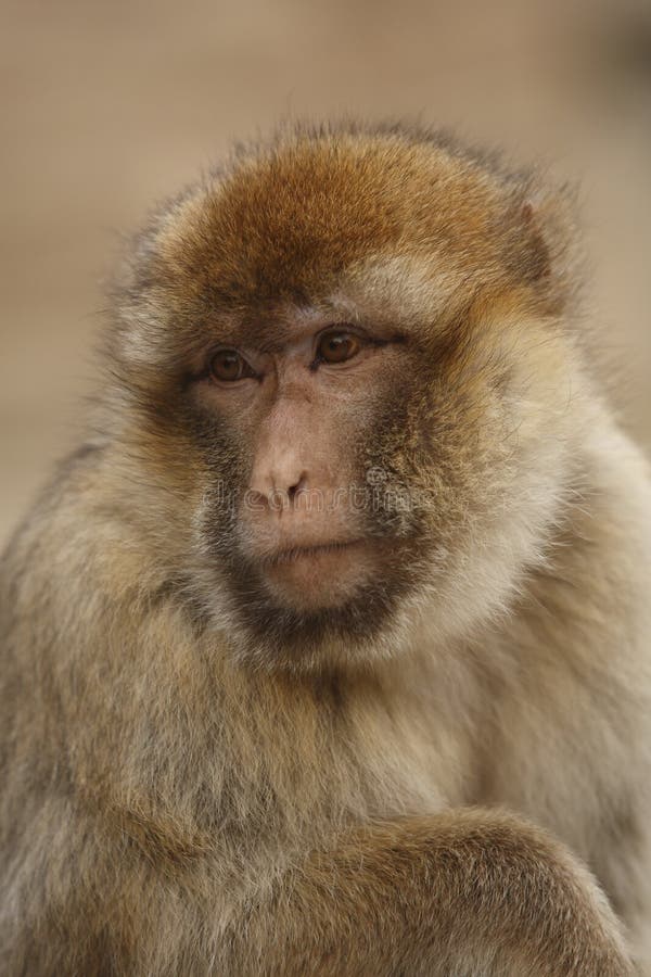 Monkey Sit and Staring at the Camera Stock Image - Image of calm ...