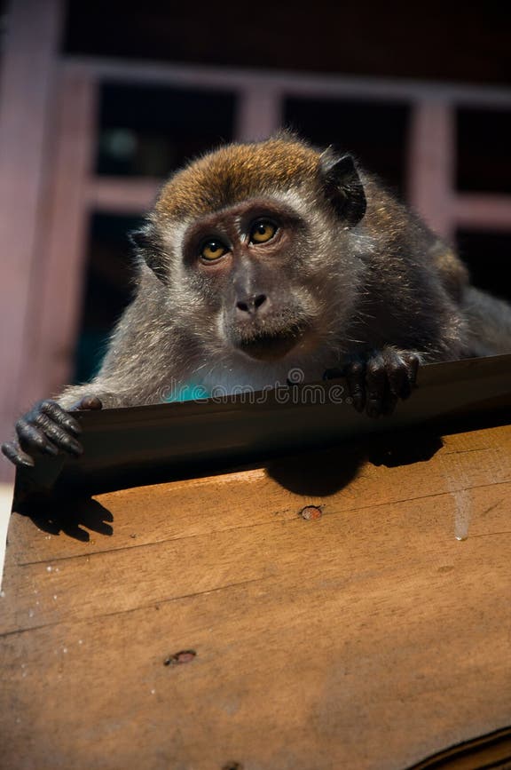 Monkey staring stock photo. Image of large, indonesia - 22127528