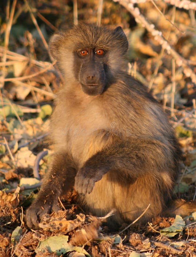 Monkey staring stock image. Image of cute, stare, primate - 6695217
