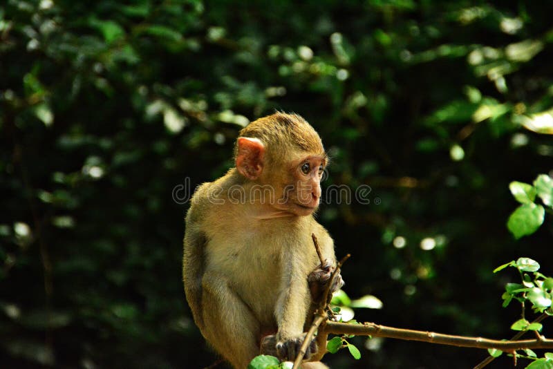 Monkey is Staring at Something. Stock Photo - Image of monkey, natural ...