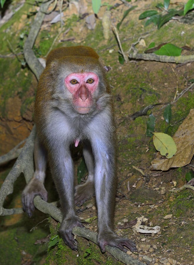 The Monkey is Staring at You Stock Photo - Image of mammal, monkey ...