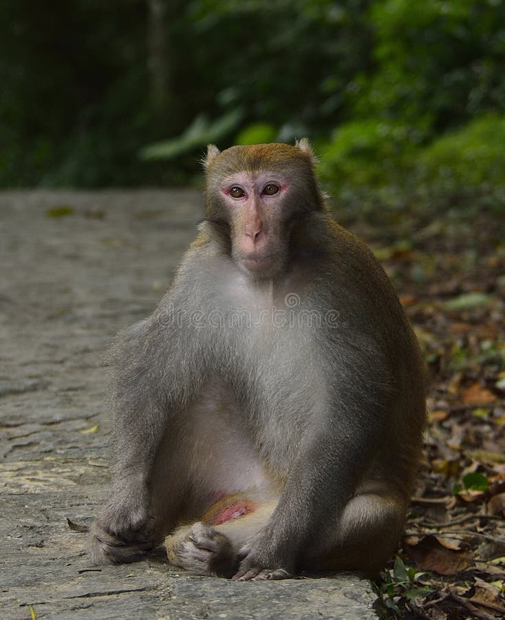 The Monkey is Staring at You Stock Image - Image of single, siting ...