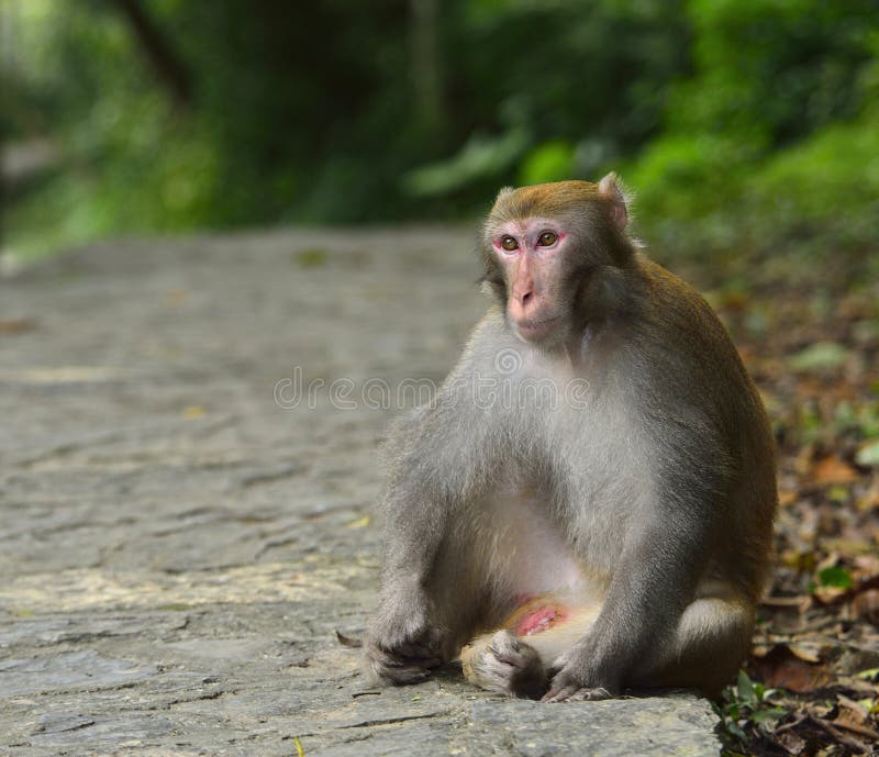 The Monkey is Staring at You Stock Image - Image of cute, bright: 35381315