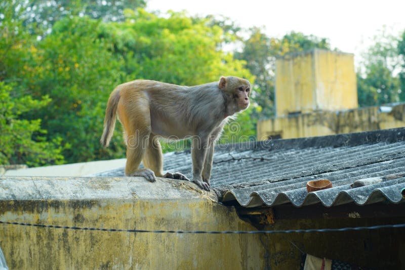 Monkey while starring stock photo. Image of animal, chimpanzee - 180988852