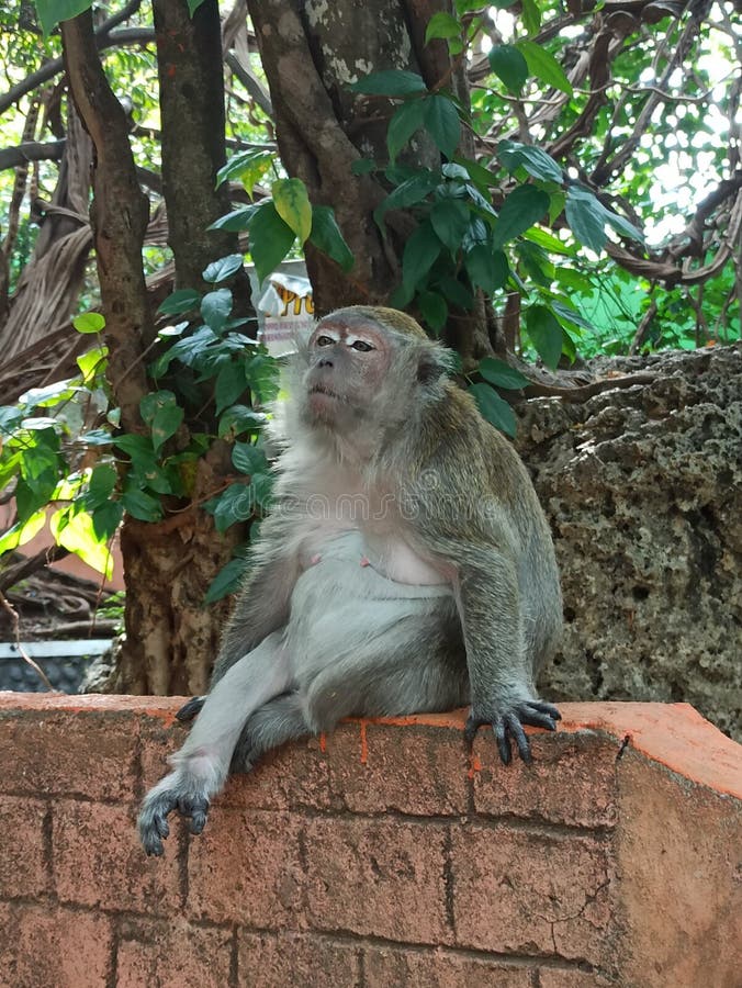 Monkey Stay Calm Enjoy Nature Stock Photo - Image of nature, stay ...