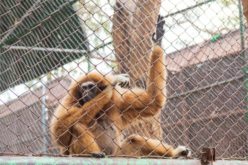 Monkey Staying in the Cage Animal Rights Concept Stock Photo - Image of ...