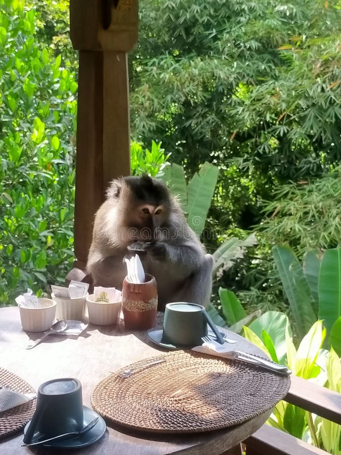 Monkey Stealing Sugar from Table in Bali Indonesia Stock Image - Image ...