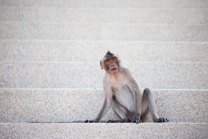 Monkey on the Steps stock image. Image of humor, hair - 13050975
