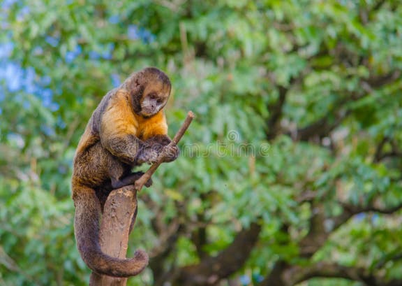 Monkey and stick stock image. Image of vertebrate, outdoors - 26471781