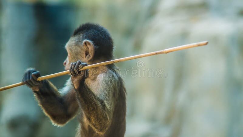 Monkey and stick stock image. Image of vertebrate, outdoors - 26471781