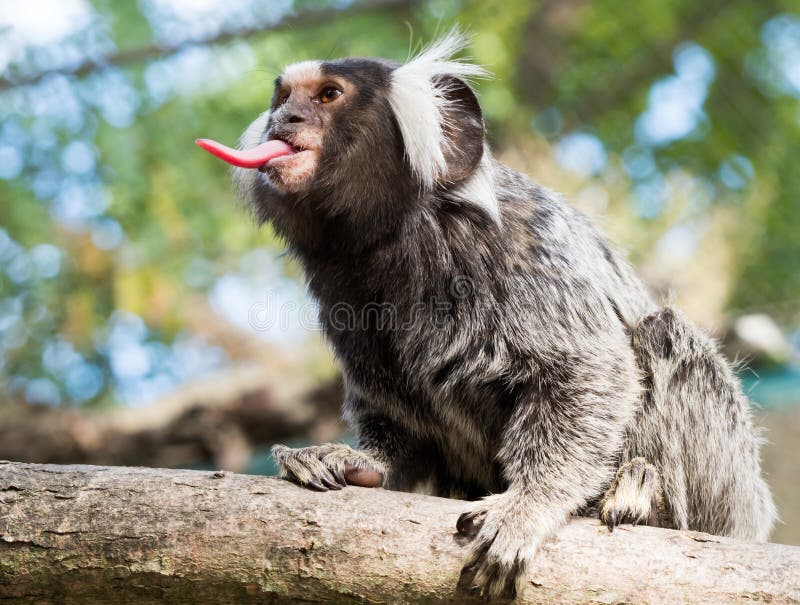 Monkey sticking out tongue stock photo. Image of primate - 3309166