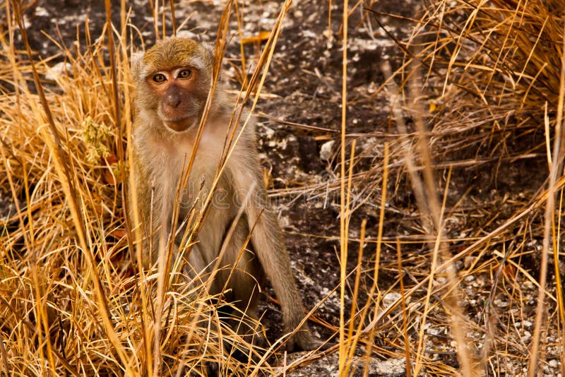 Monkey Still Looking on Yellow Prairie Stock Photo - Image of hairy ...