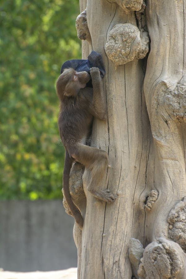 The Monkey Stole the Cap and Holds it Tightly with Its Paw and Mouth ...