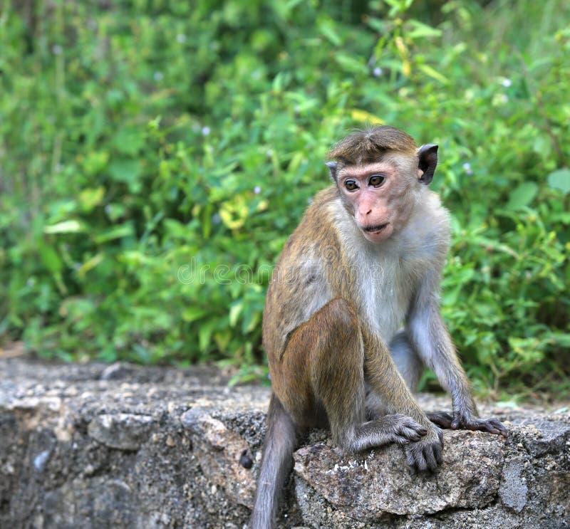 Monkey on stone stock image. Image of primate, national - 37563511